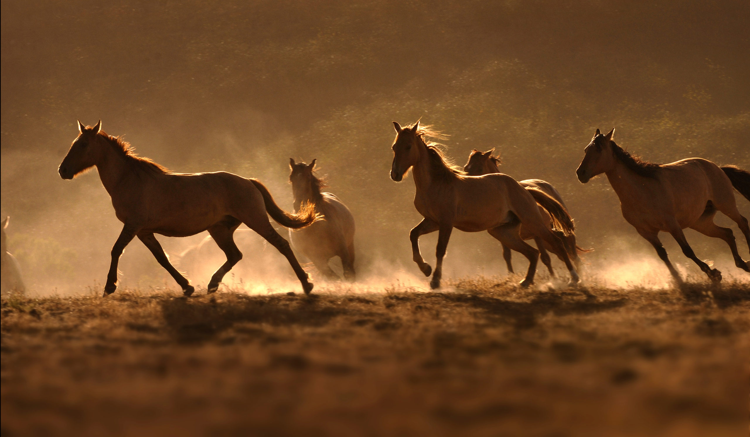 Free Spirits - Tony Stromberg PhotographyTony Stromberg Photography