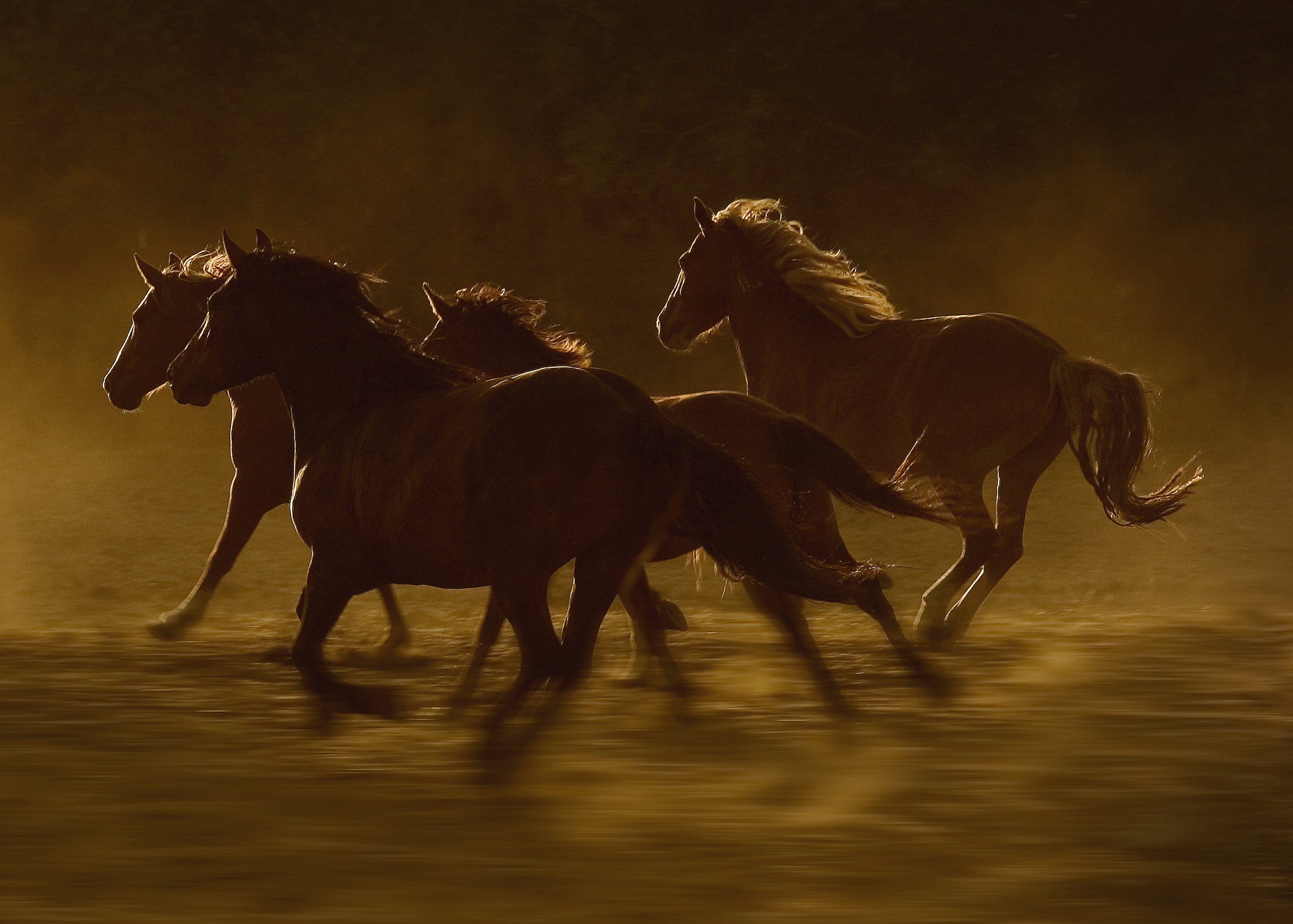 The Last Mustangs - Tony Stromberg PhotographyTony Stromberg Photography