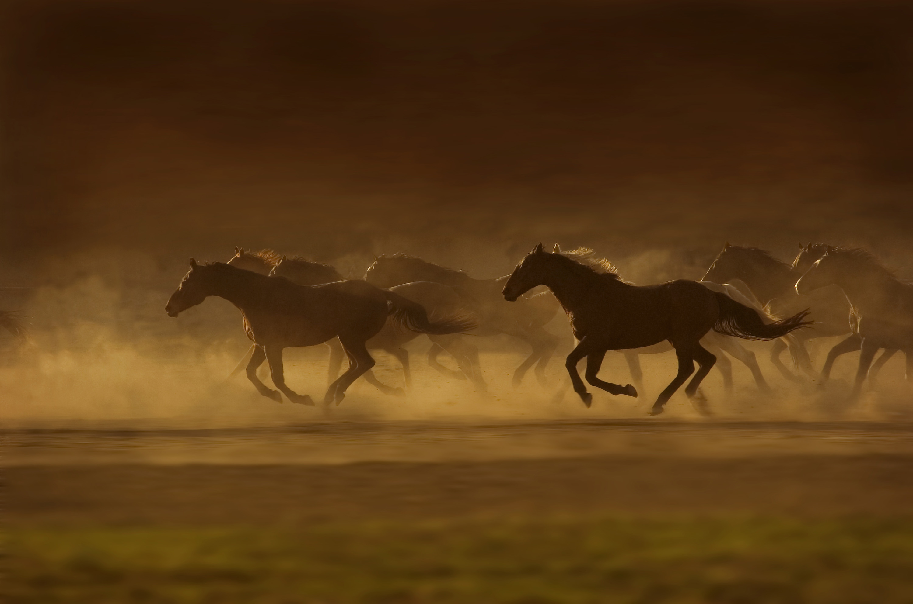 Thoroughbreds - Tony Stromberg PhotographyTony Stromberg Photography
